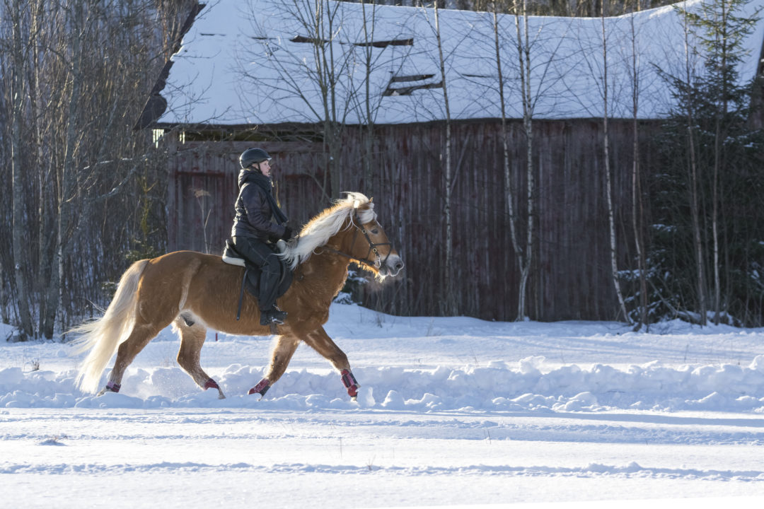 How to Exercise Horses Safely in Cold Weather – The Horse