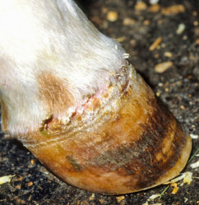Solving Skin Issues on Horses’ Legs – The Horse