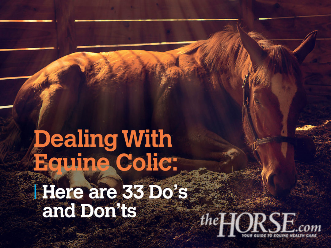 What Type of Colic Is It? – The Horse