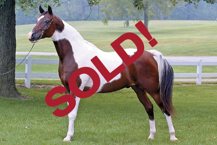 Horse Classifieds – The Horse