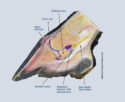 A Fresh Look at the Causes of Navicular Disease – The Horse