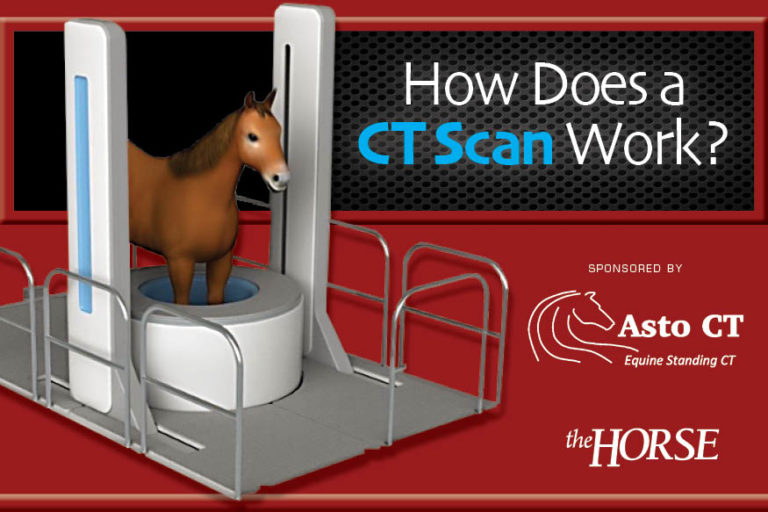Recent Advances in Equine CT – The Horse