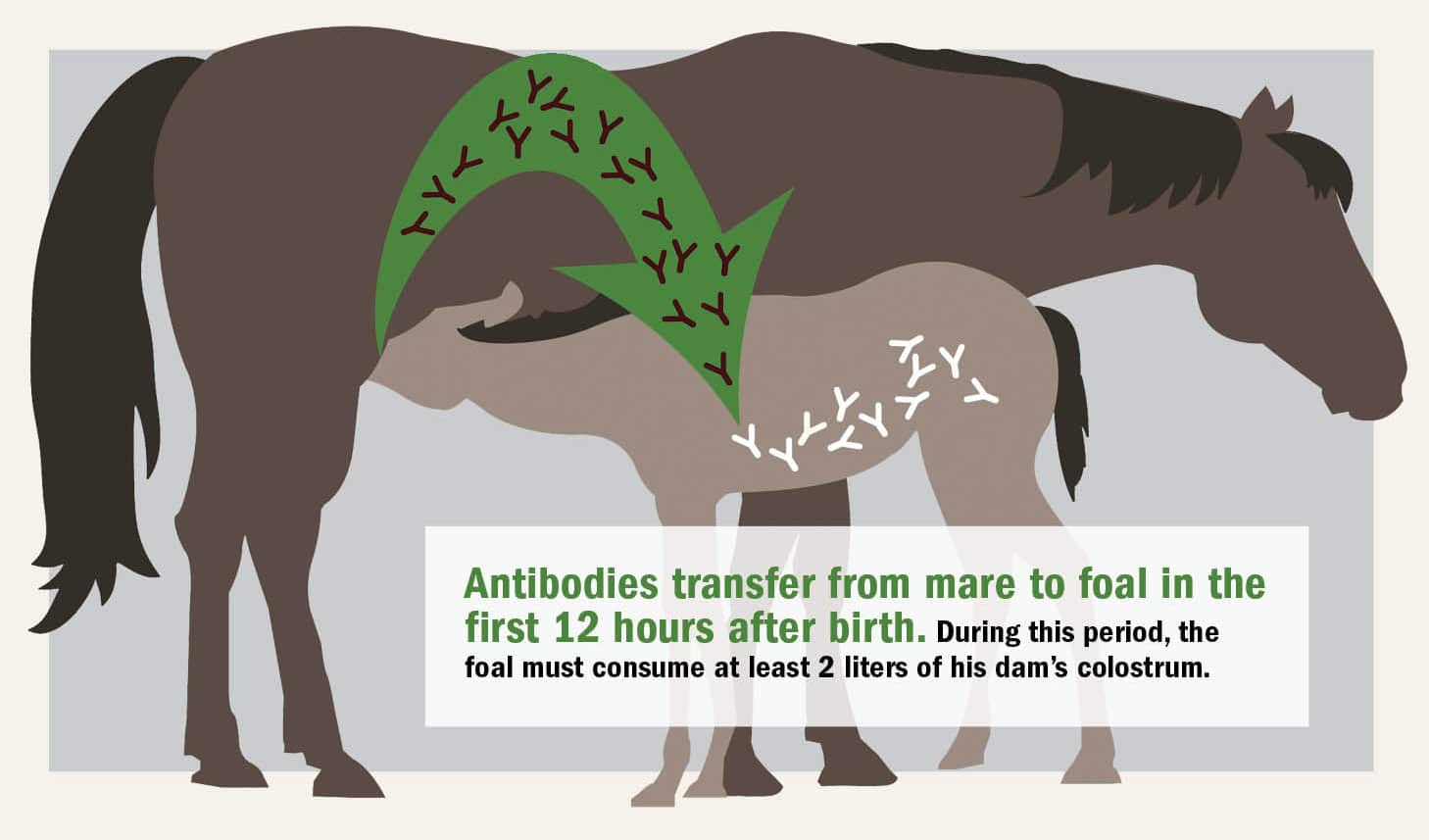 What is Failure of Passive Transfer in Horses? – The Horse