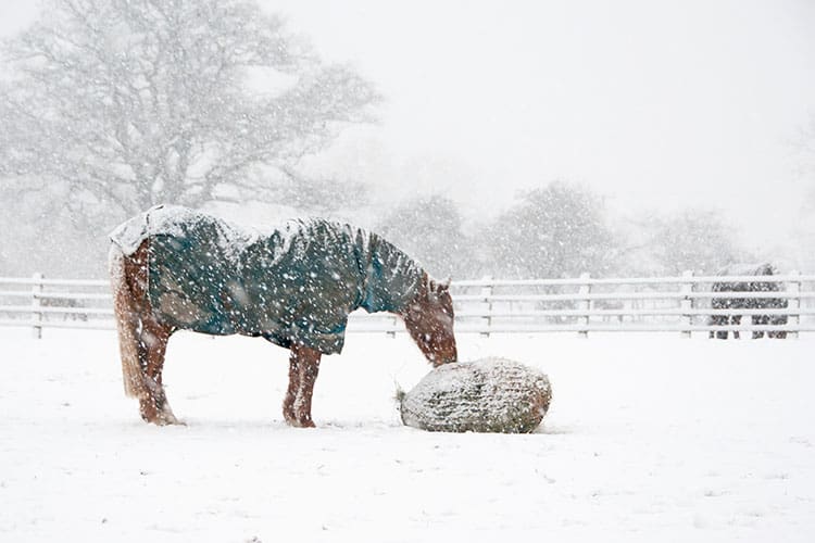 Poll: Does Your Horse Like His Blanket? – The Horse