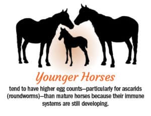 Horse Deworming Facts – The Horse