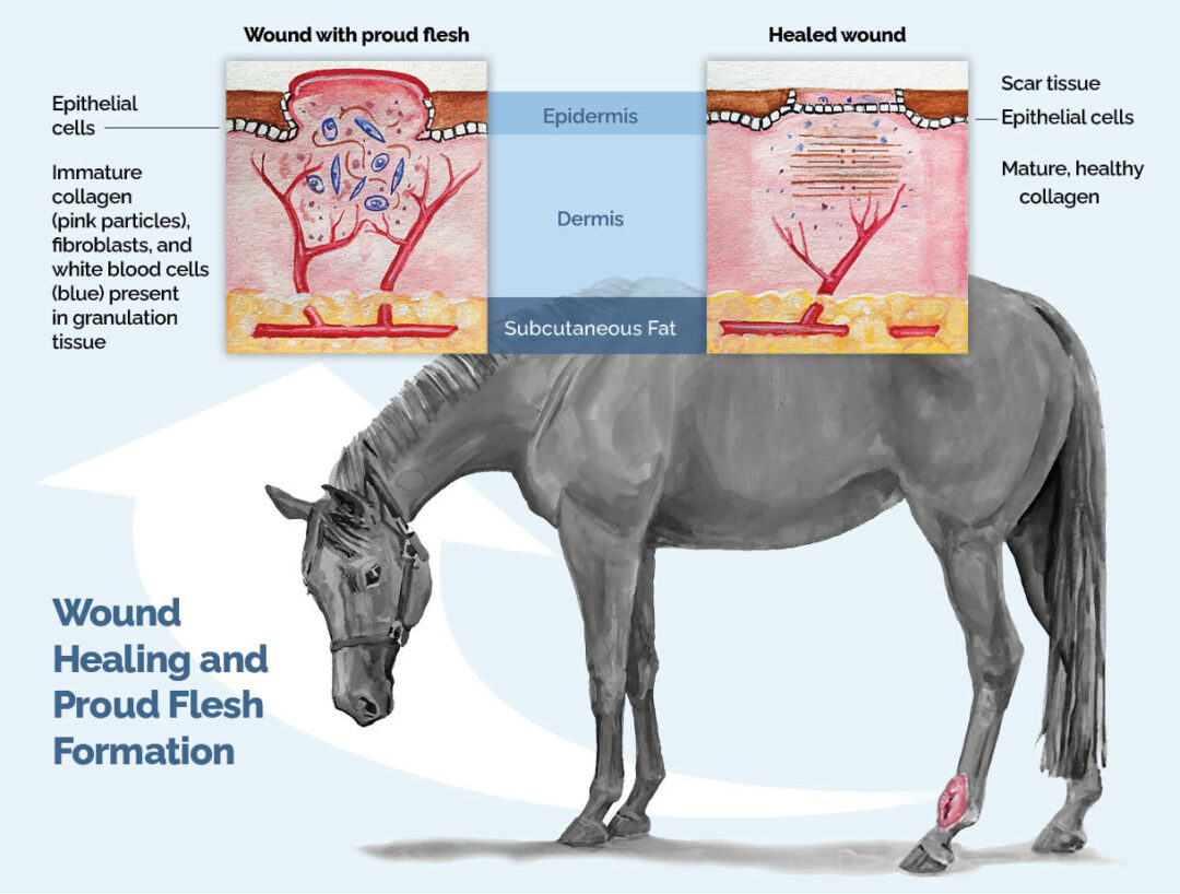 How To Help Horse Wounds Heal – The Horse
