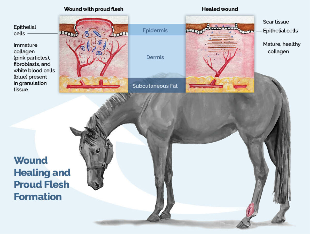 How To Help Horse Wounds Heal – The Horse