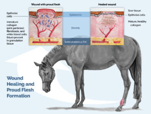 How To Help Horse Wounds Heal – The Horse