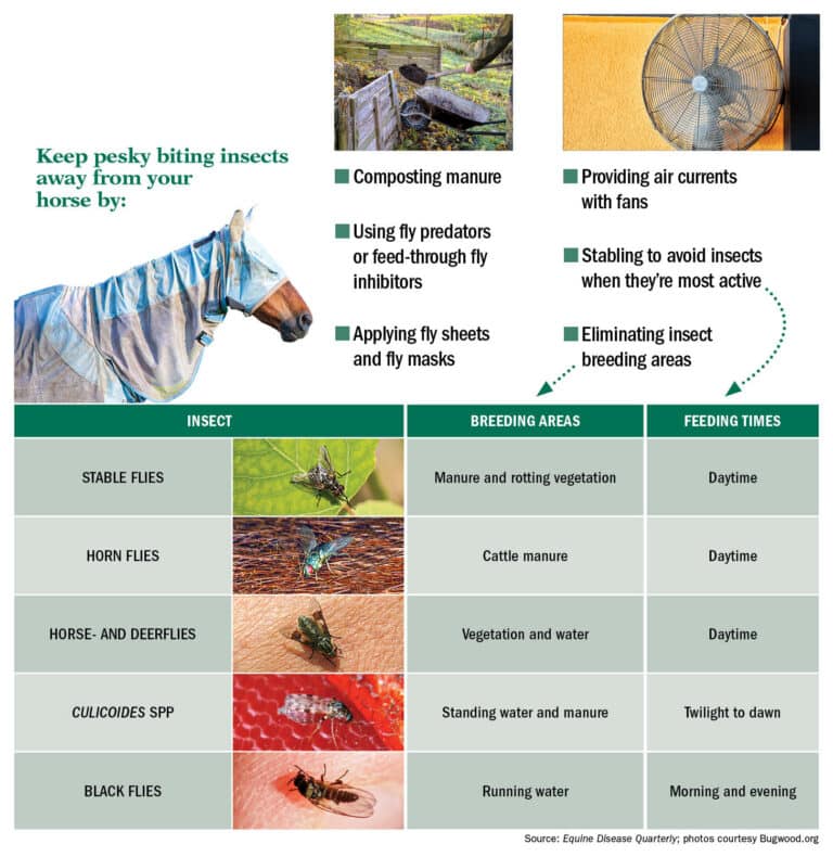 Understanding Insect Bite Hypersensitivity in Horses – The Horse