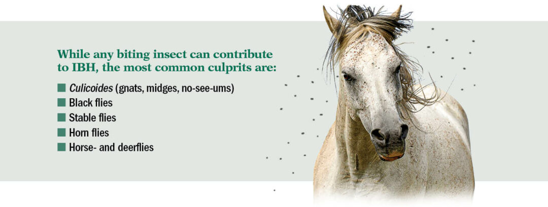 Understanding Insect Bite Hypersensitivity in Horses – The Horse