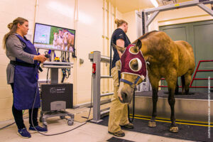 Equine Diagnostic Imaging: Know Your Options – The Horse