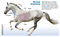 4 Common Equine Respiratory Conditions – The Horse