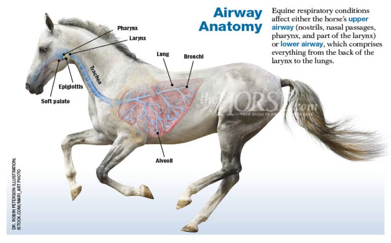 4 Common Equine Respiratory Conditions – The Horse
