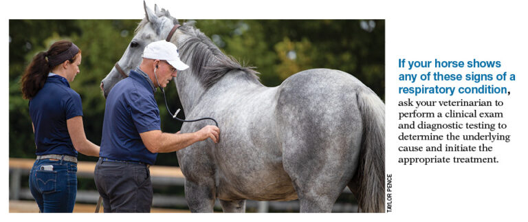 4 Common Equine Respiratory Conditions – The Horse