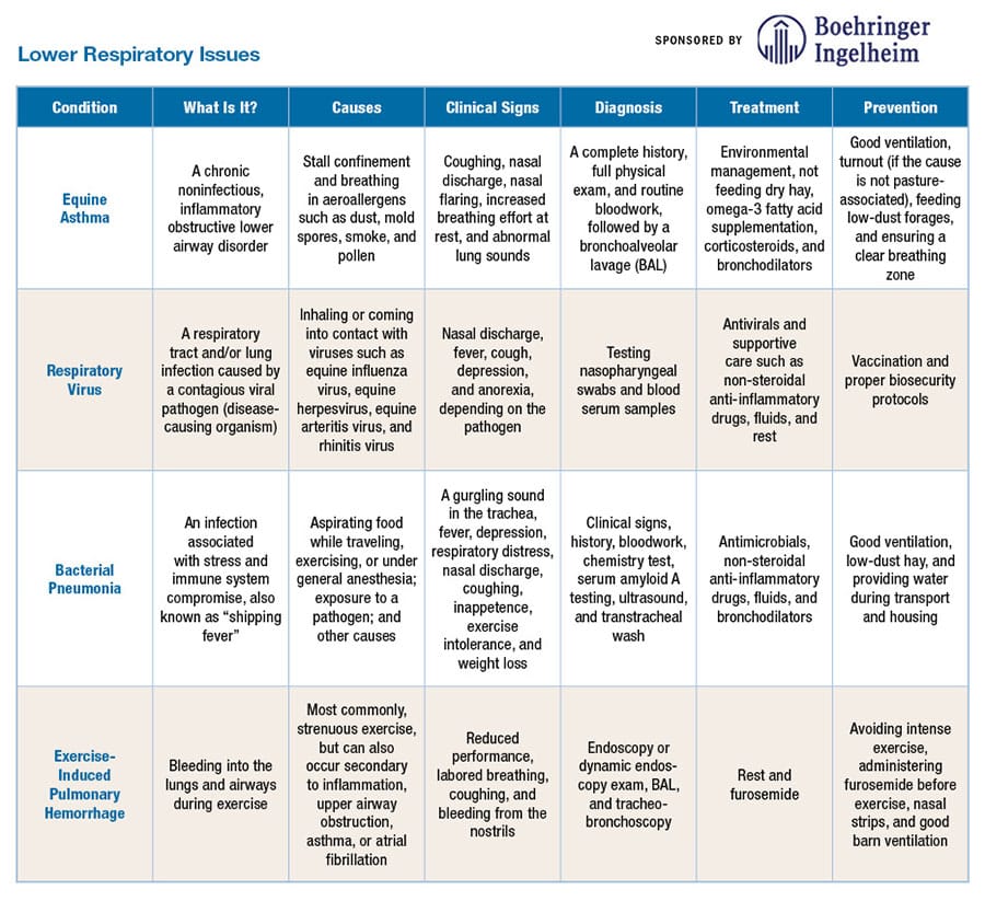 4 Common Equine Respiratory Conditions – The Horse