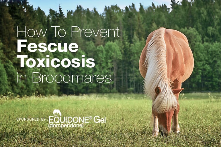 How To Prevent Fescue Toxicosis in Broodmares – The Horse