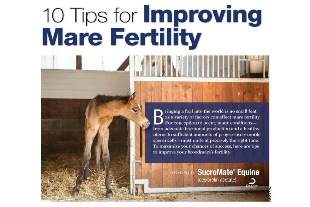 10 Tips for Improving Mare Fertility – The Horse