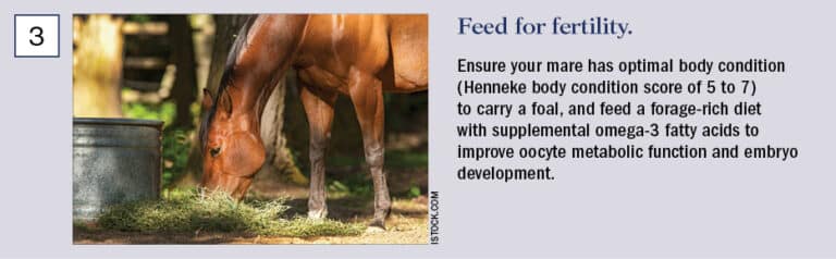 10 Tips for Improving Mare Fertility – The Horse