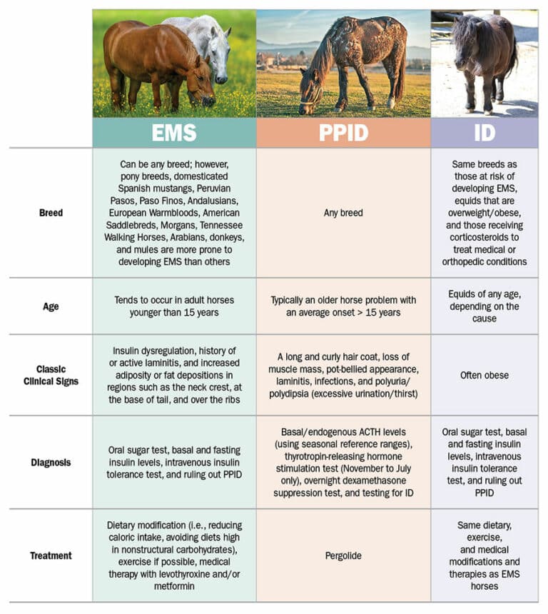 Understanding Equine Endocrine Disorders – The Horse