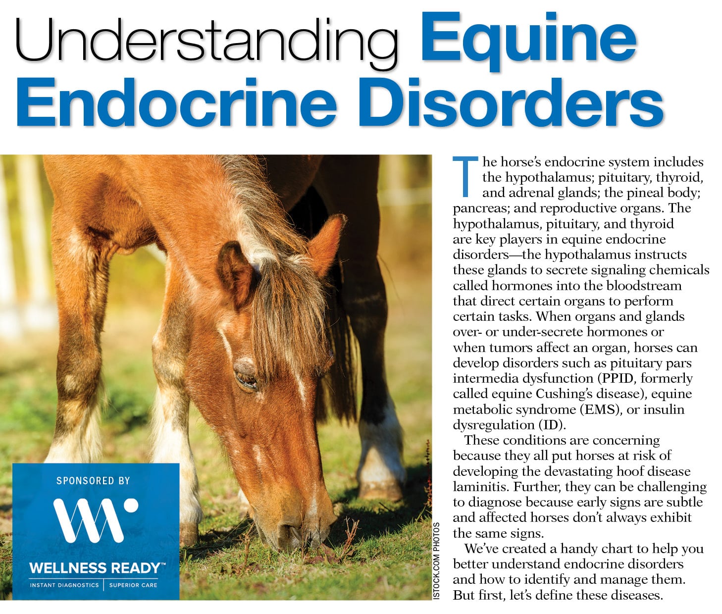 Understanding Equine Endocrine Disorders – The Horse