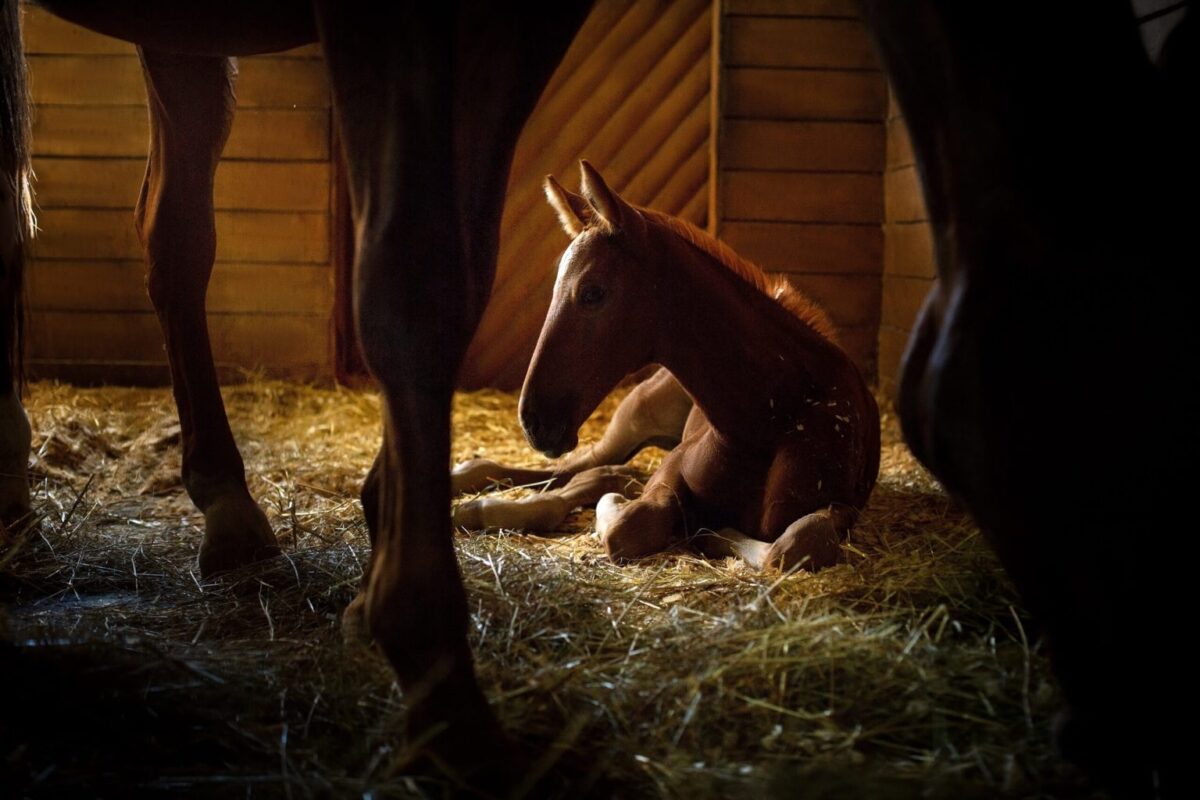 Michigan Foal Contracts Strangles - Equus Magazine