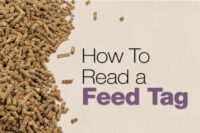 How To Read a Feed Tag – The Horse