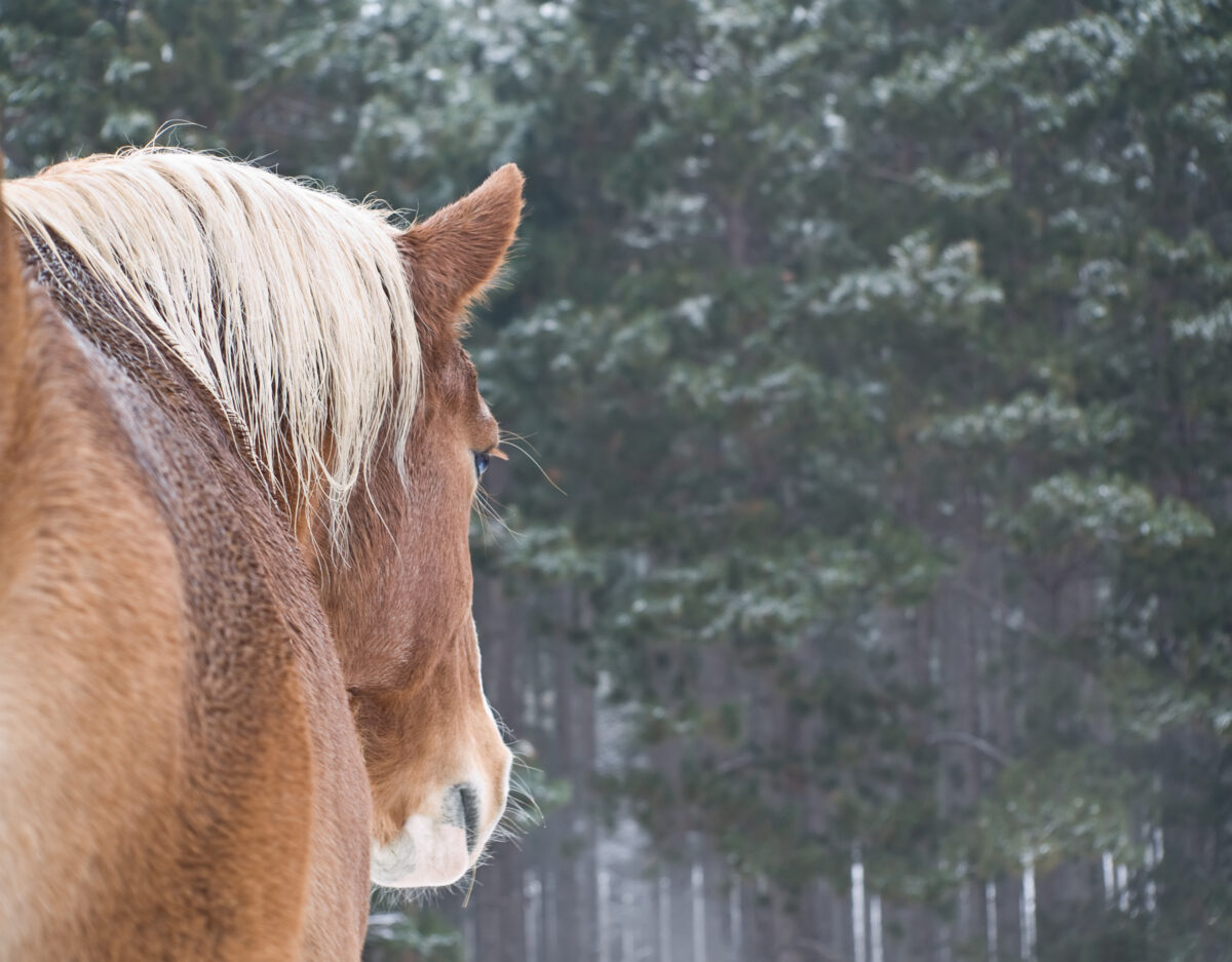 Wisconsin Mare Tests Positive for EHV-1 - Equus Magazine