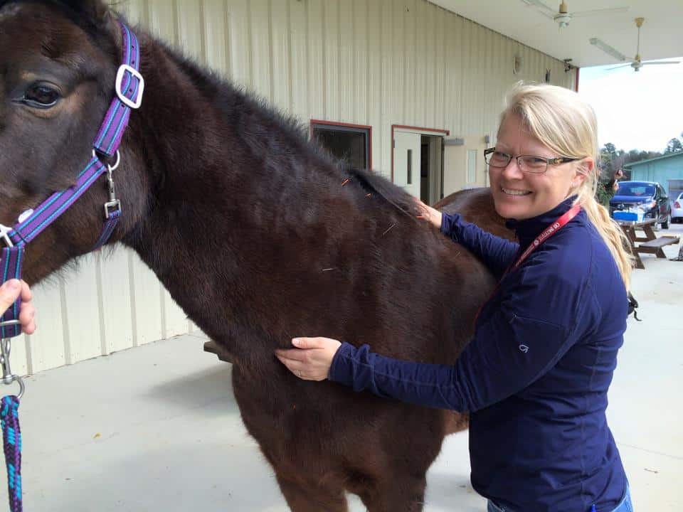 Common Pain Meds and Their Long-Term Effects in Horses – The Horse