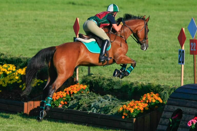 High-Quality Protein: Understanding Amino Acids in the Equine Diet ...