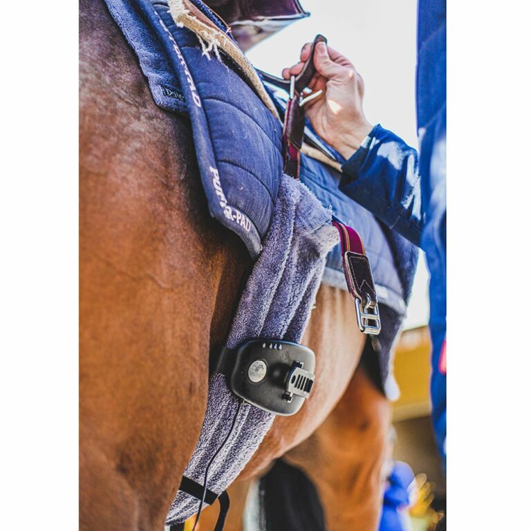 Heart Monitoring Devices for Horses – The Horse