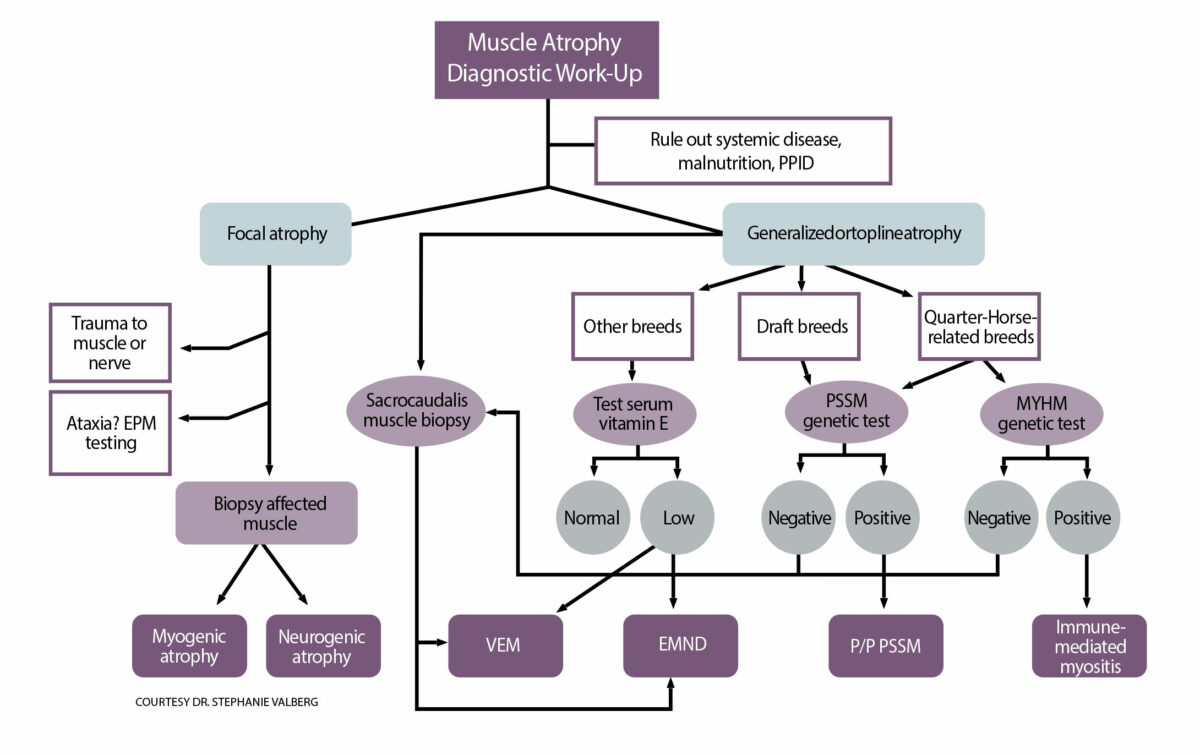 Understanding Equine Muscle Atrophy – The Horse
