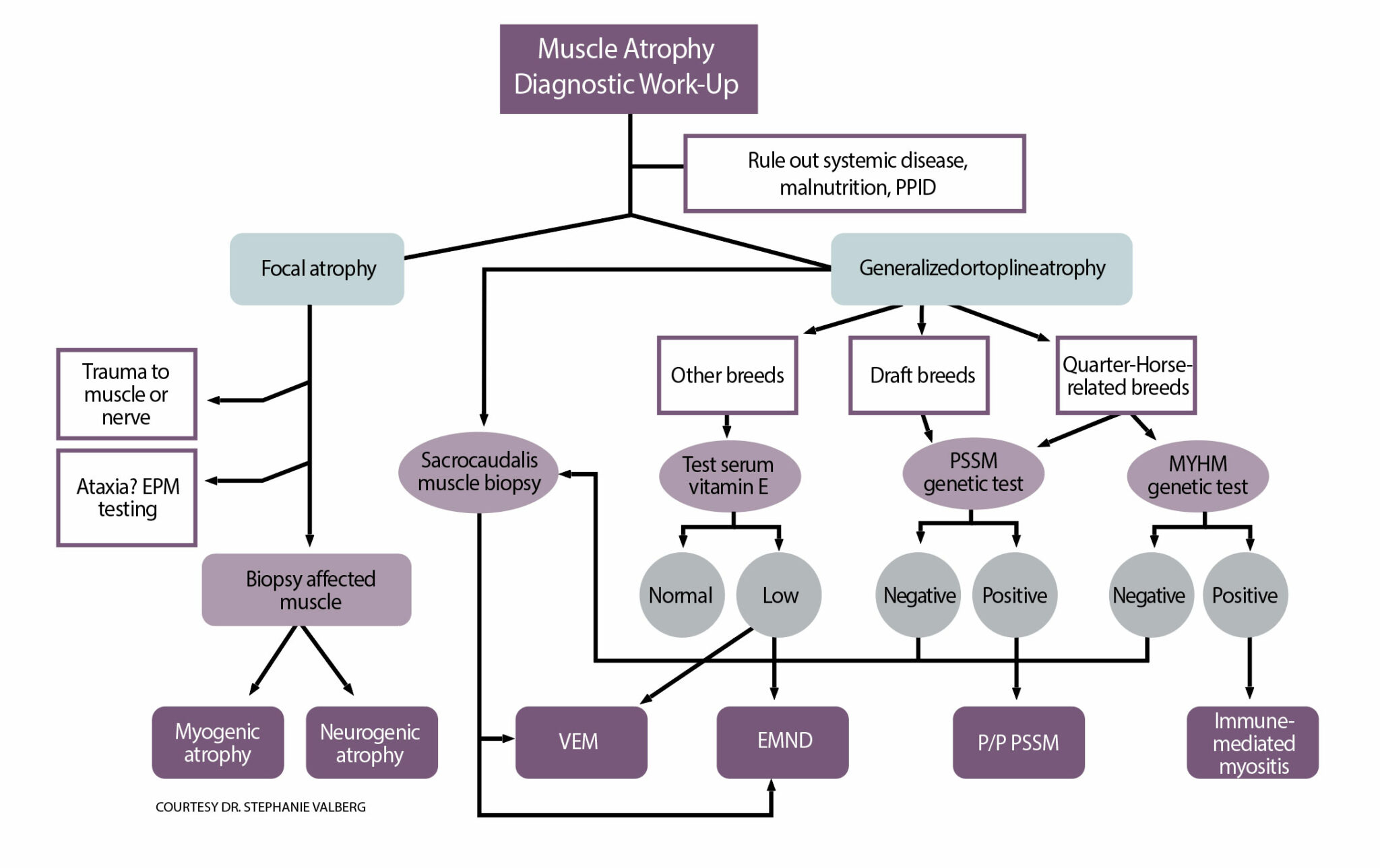 Understanding Equine Muscle Atrophy – The Horse