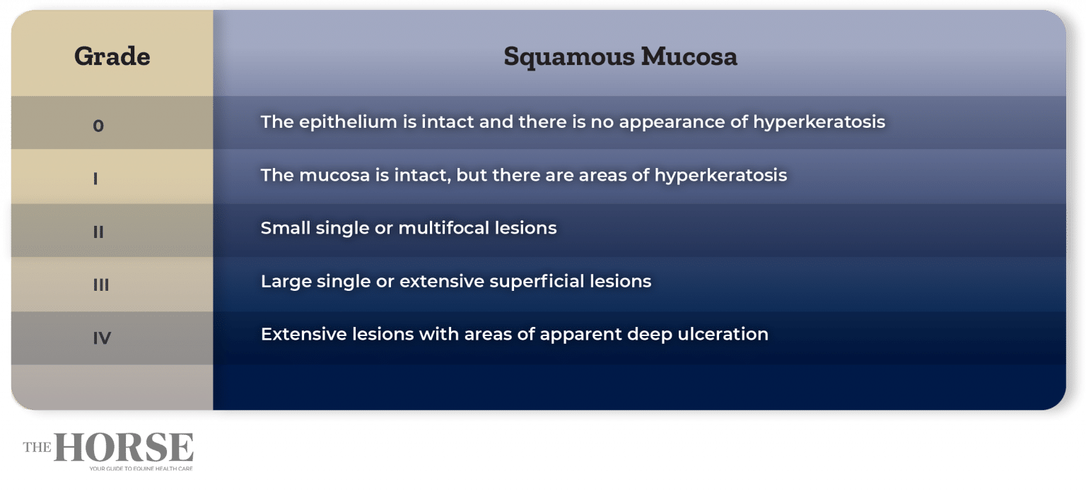 Diagnosing and Treating Gastric Ulcers in Horses – The Horse