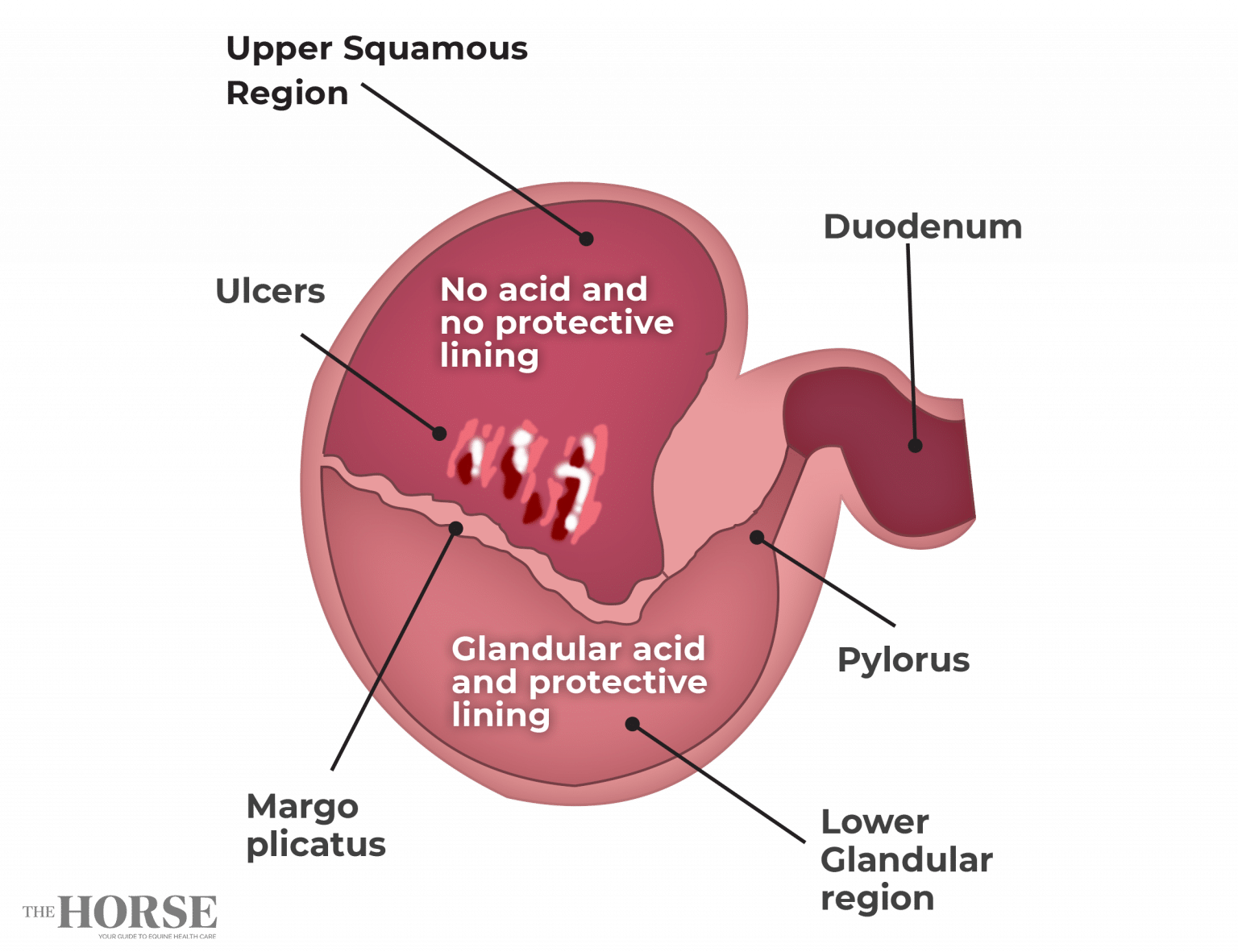 Diagnosing and Treating Gastric Ulcers in Horses – The Horse