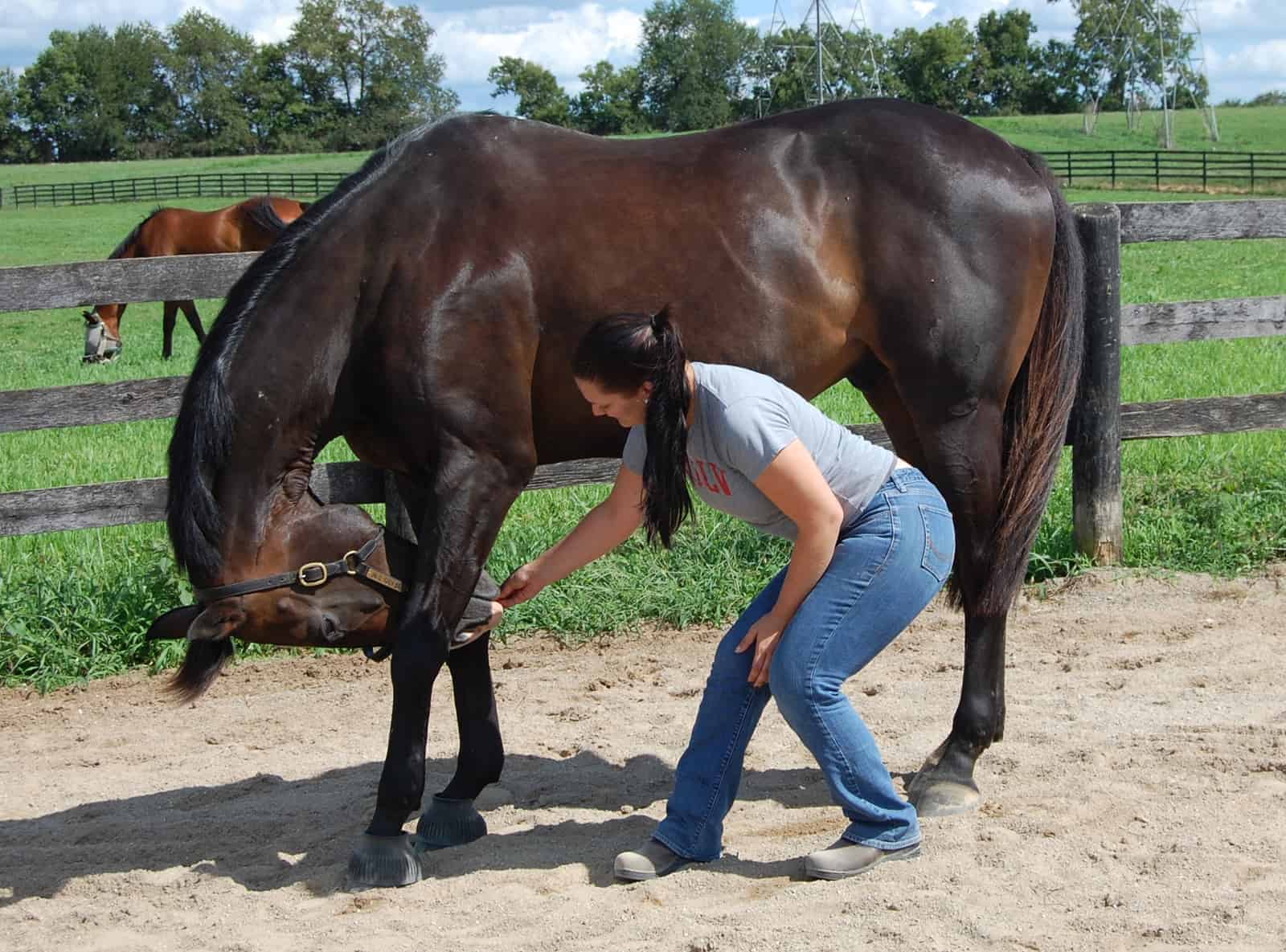 Rehabilitating Horses With Back Pain – The Horse