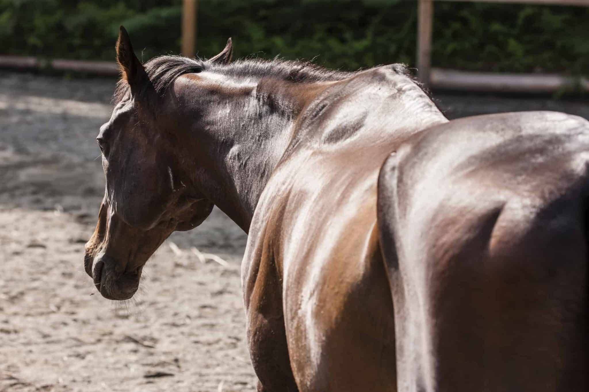 Understanding Equine Muscle Atrophy – The Horse