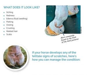 How to Manage Scratches in Horses – The Horse