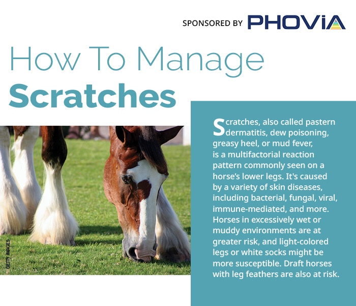 How to Manage Scratches in Horses – The Horse