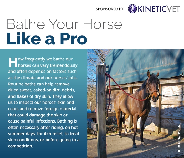 Infographic: Bathe Your Horse Like a Pro – The Horse