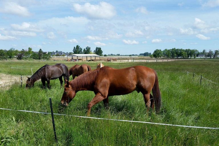 5 Ways to Keep Your Horse Pastures Healthy – The Horse