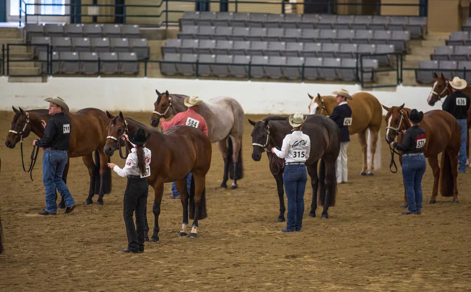 Fats and the Performance Horse – The Horse