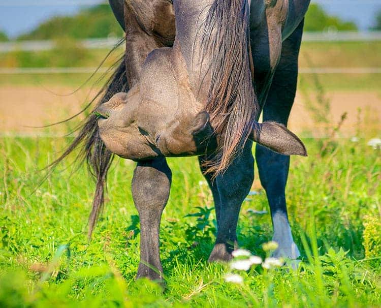 Poll: Equine Skin Problems – The Horse