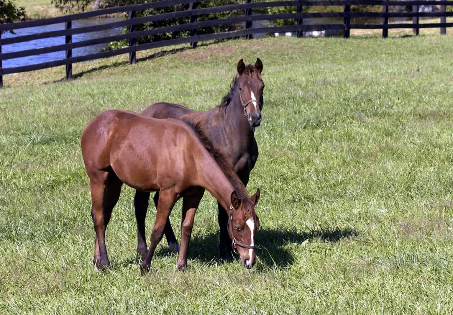 What to Know Before Weaning Your Foal – The Horse