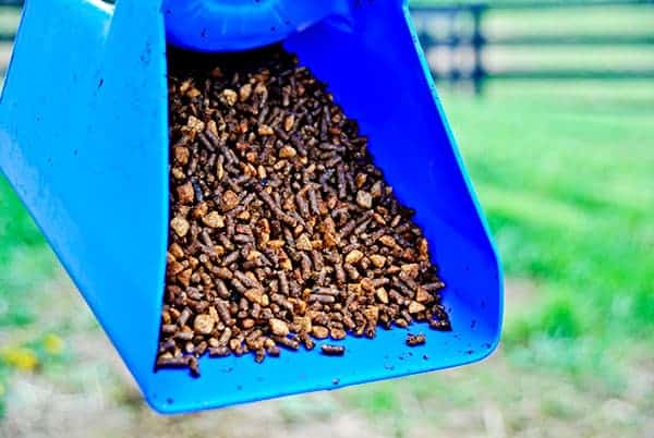 Poll: Horse Feed Selection – The Horse
