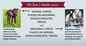 Understanding Joint Inflammation in Horses – The Horse