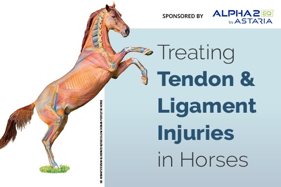 Treating Tendon and Ligament Injuries in Horses – The Horse