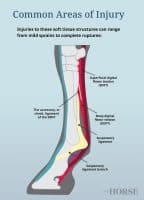 Treating Tendon and Ligament Injuries in Horses – The Horse