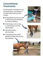 Treating Tendon and Ligament Injuries in Horses – The Horse