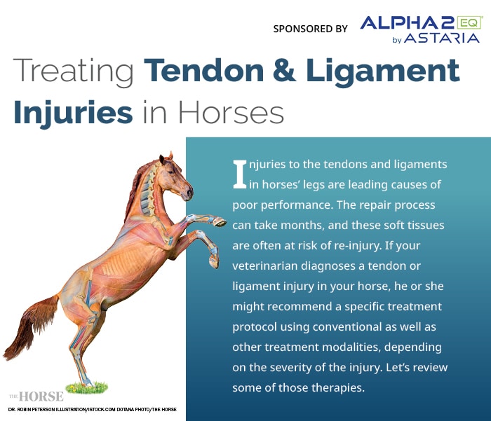 Treating Tendon and Ligament Injuries in Horses – The Horse