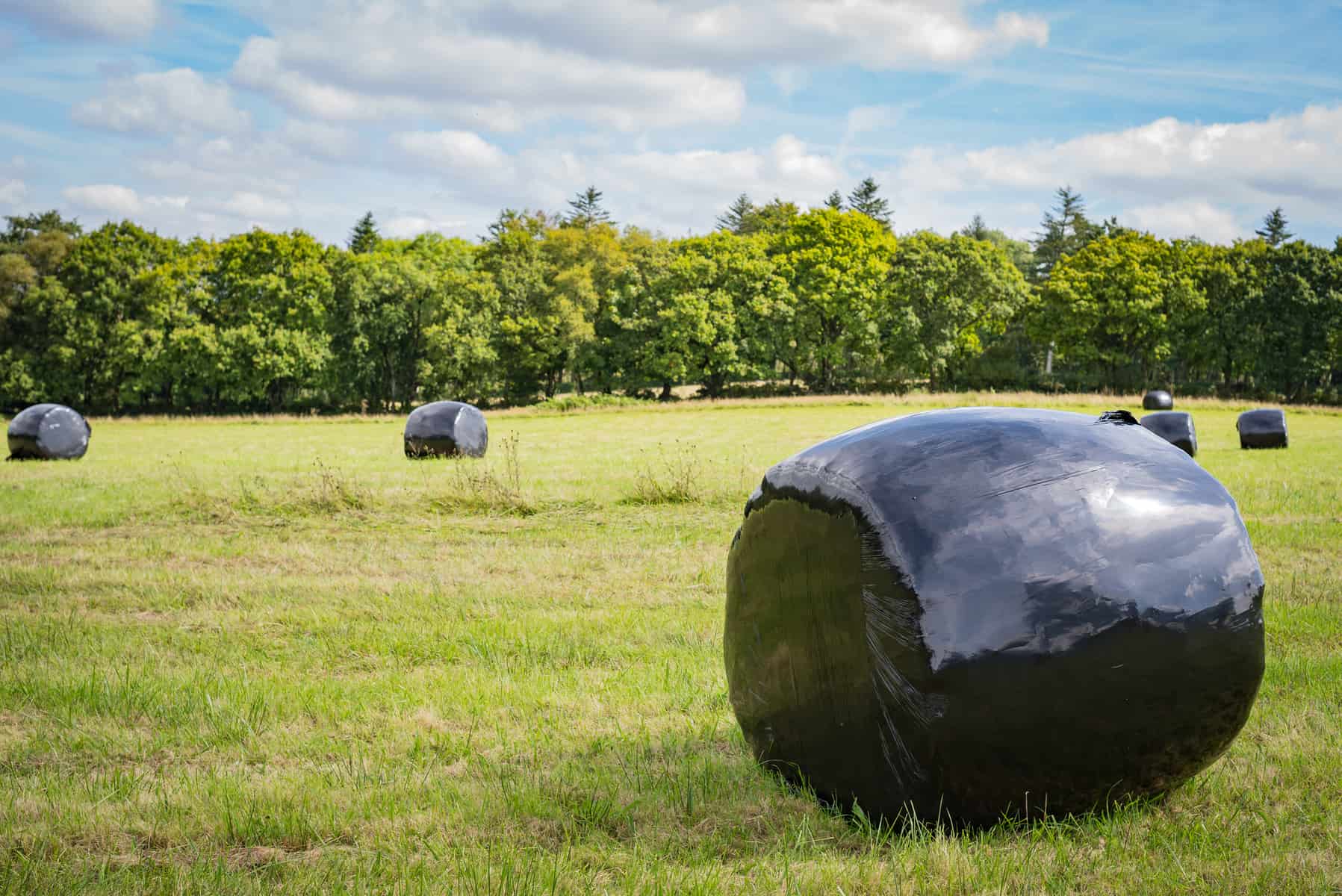 Digestibility of Haylage Versus Grass Hay for Horses – The Horse